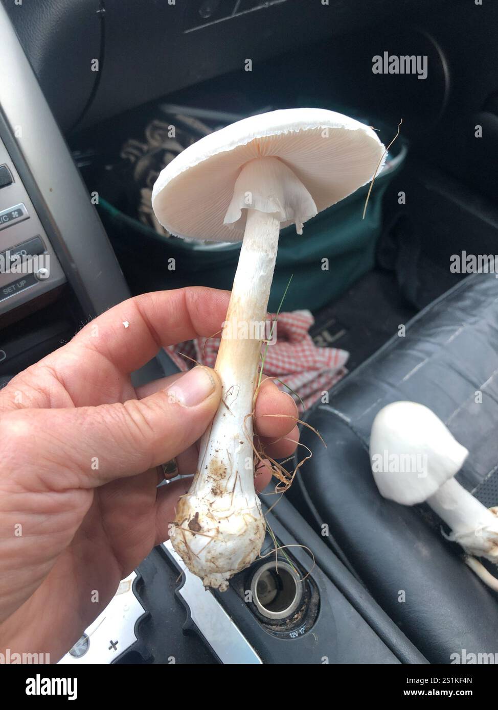 Eastern North American Destroying Angel (Amanita bisporigera Stock ...