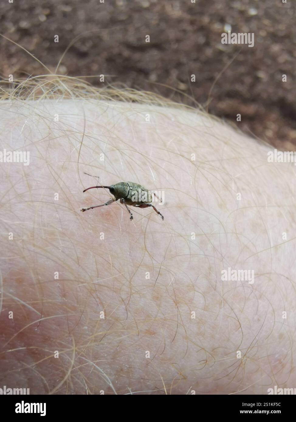 acorn weevil (Curculio glandium Stock Photo - Alamy