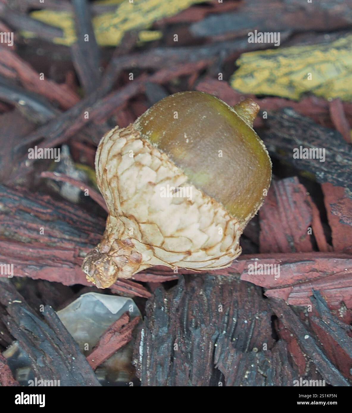 high-latitude oaks (Quercus Stock Photo - Alamy
