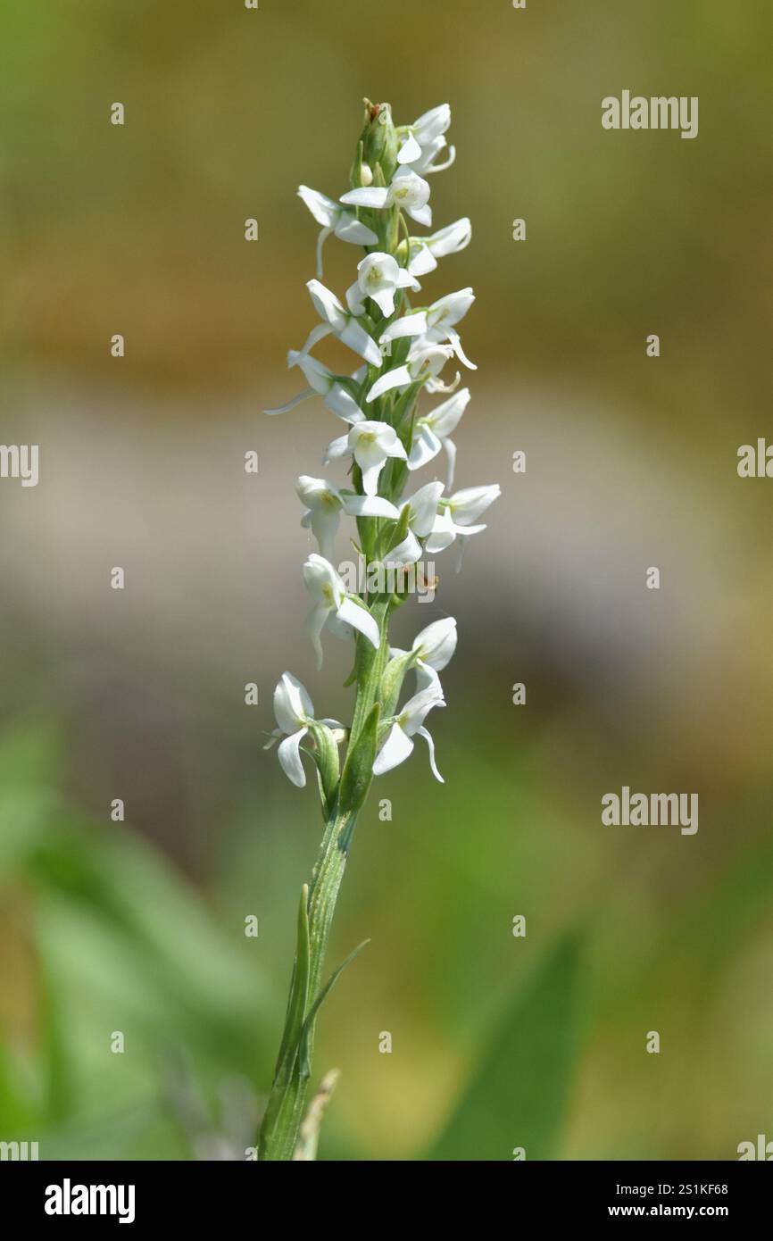 white bog orchid (Platanthera dilatata Stock Photo - Alamy