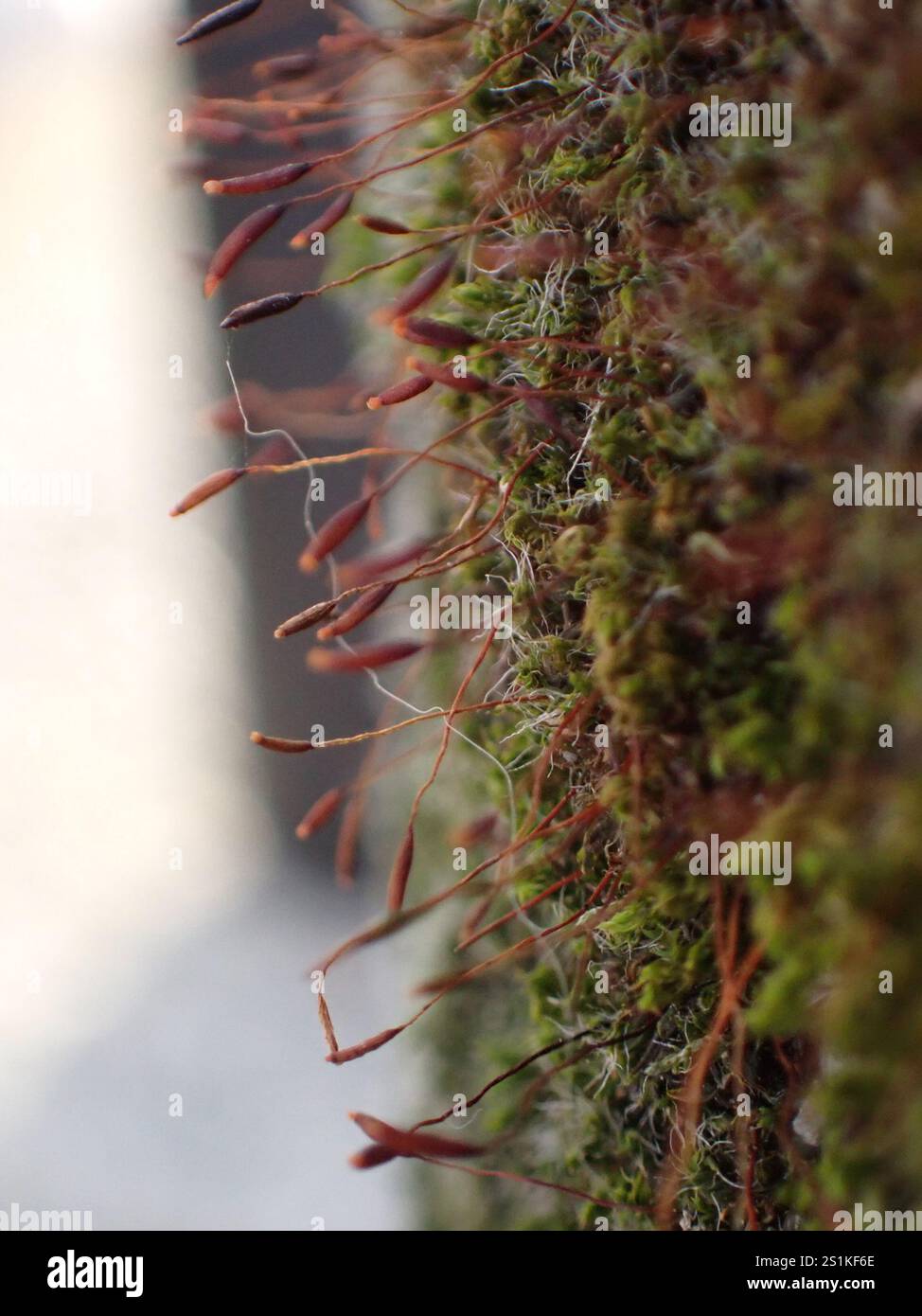 Wall Screw-moss (Tortula muralis Stock Photo - Alamy