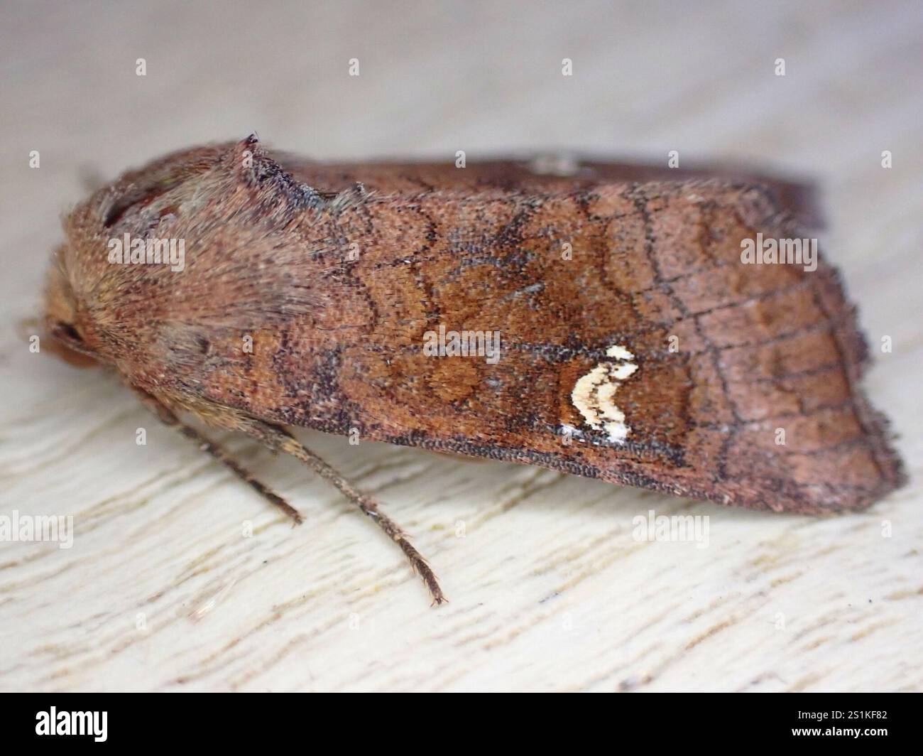 Ear Moths (Amphipoea Stock Photo - Alamy