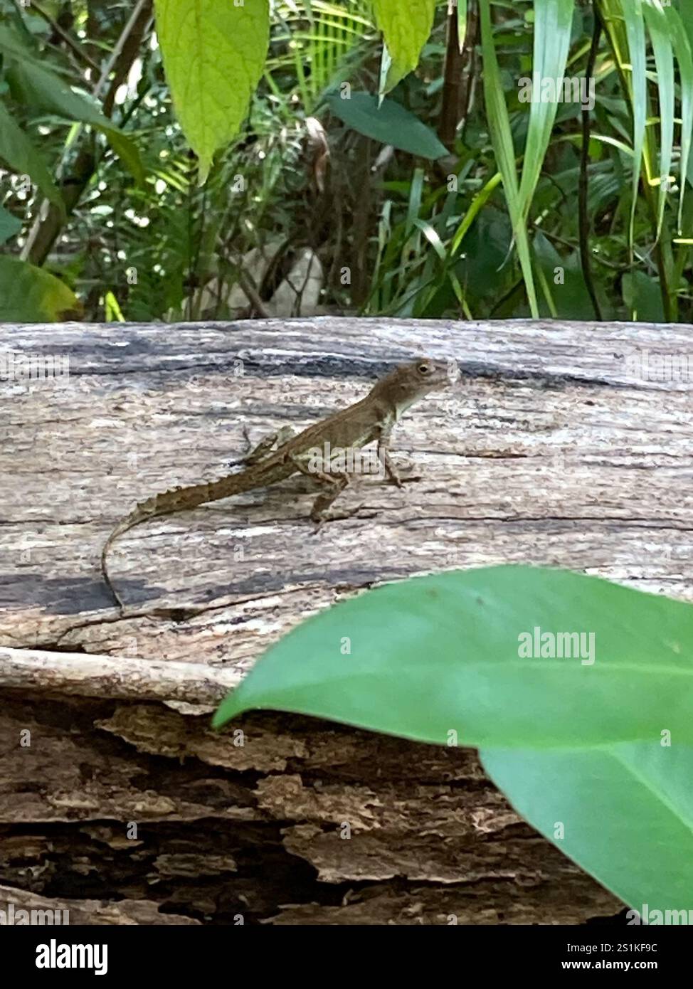 Crested Anole (Anolis cristatellus Stock Photo - Alamy