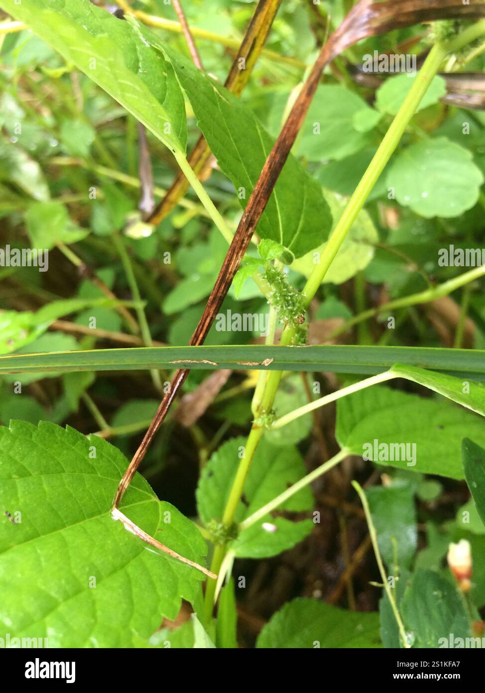 false nettle (Boehmeria cylindrica Stock Photo - Alamy