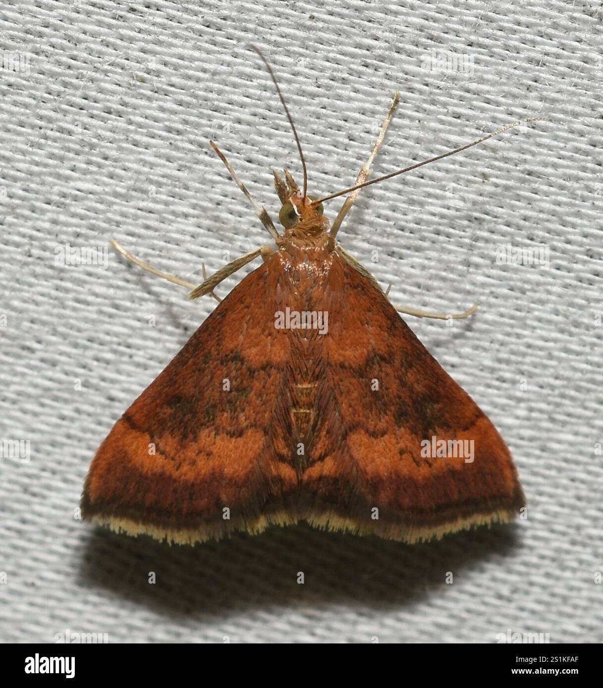 Variable Reddish Pyrausta Moth (Pyrausta rubricalis Stock Photo - Alamy