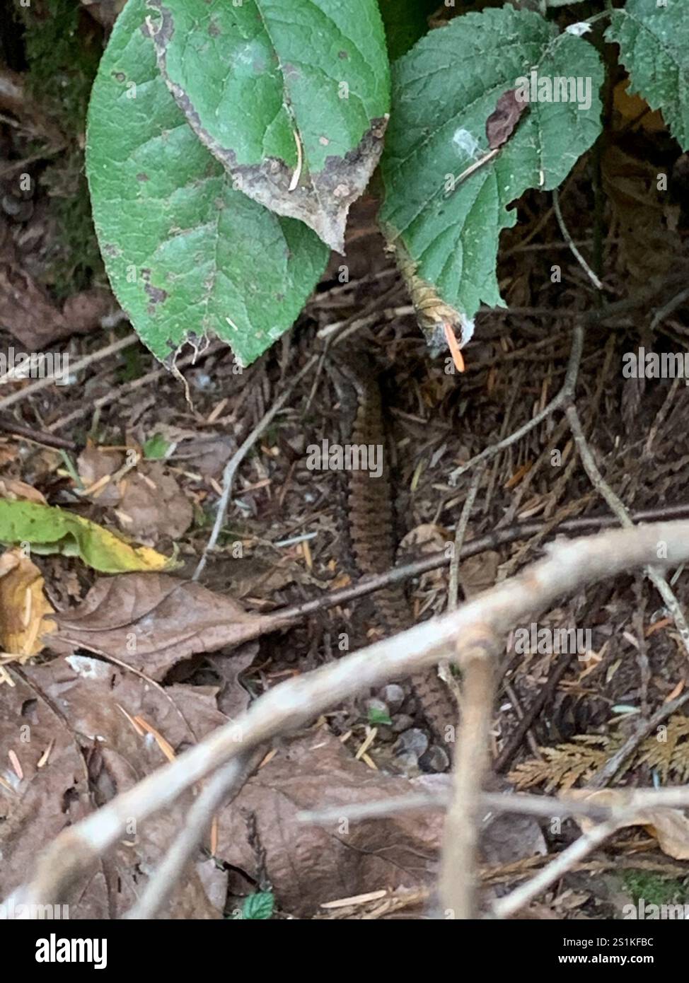 Northern Alligator Lizard (Elgaria coerulea Stock Photo - Alamy