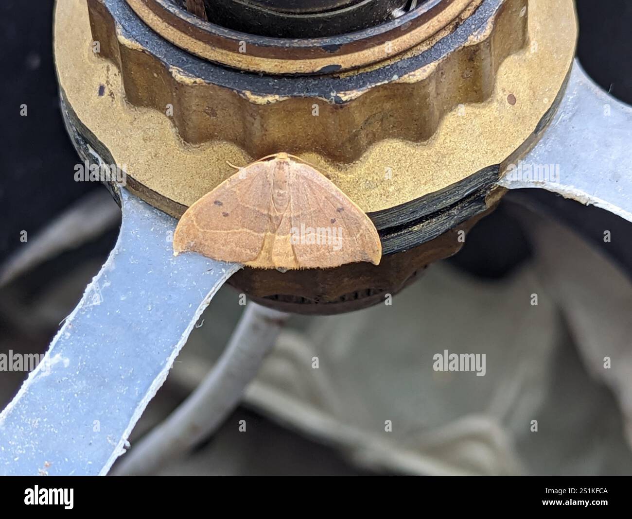 Oak Hook-tip (Watsonalla binaria Stock Photo - Alamy