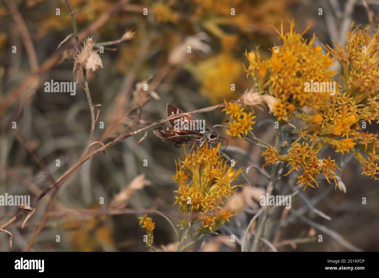 Western Branded Skipper (Hesperia colorado Stock Photo - Alamy