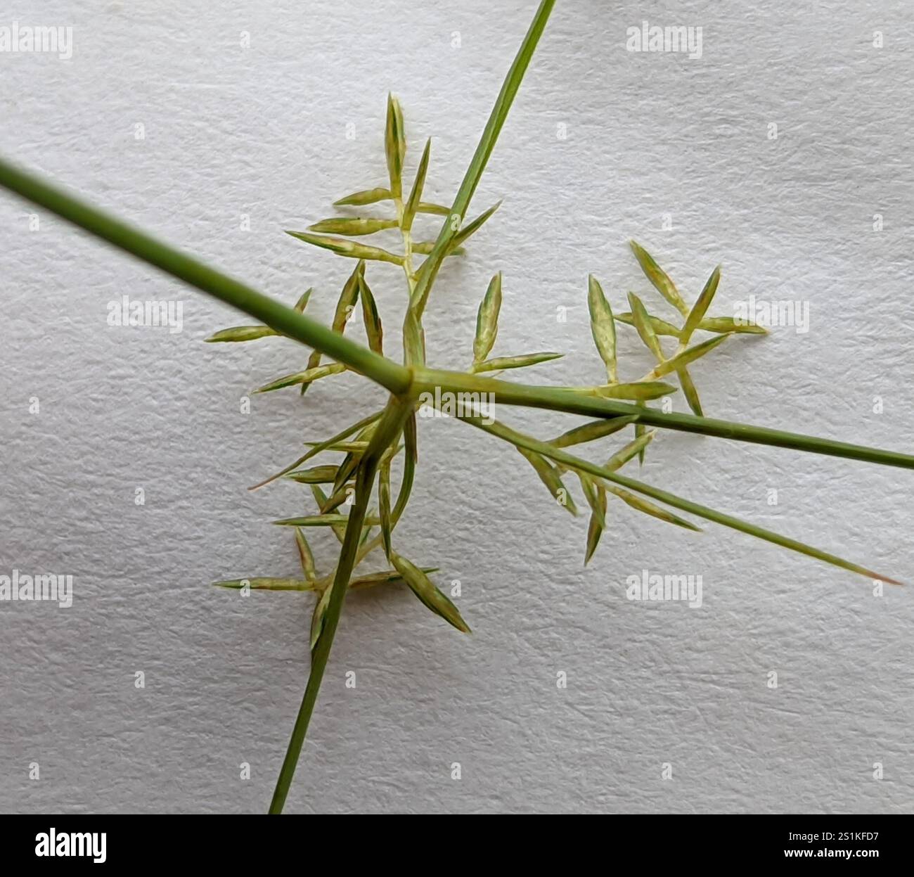 Bunchy flat-sedge (Cyperus polystachyos Stock Photo - Alamy