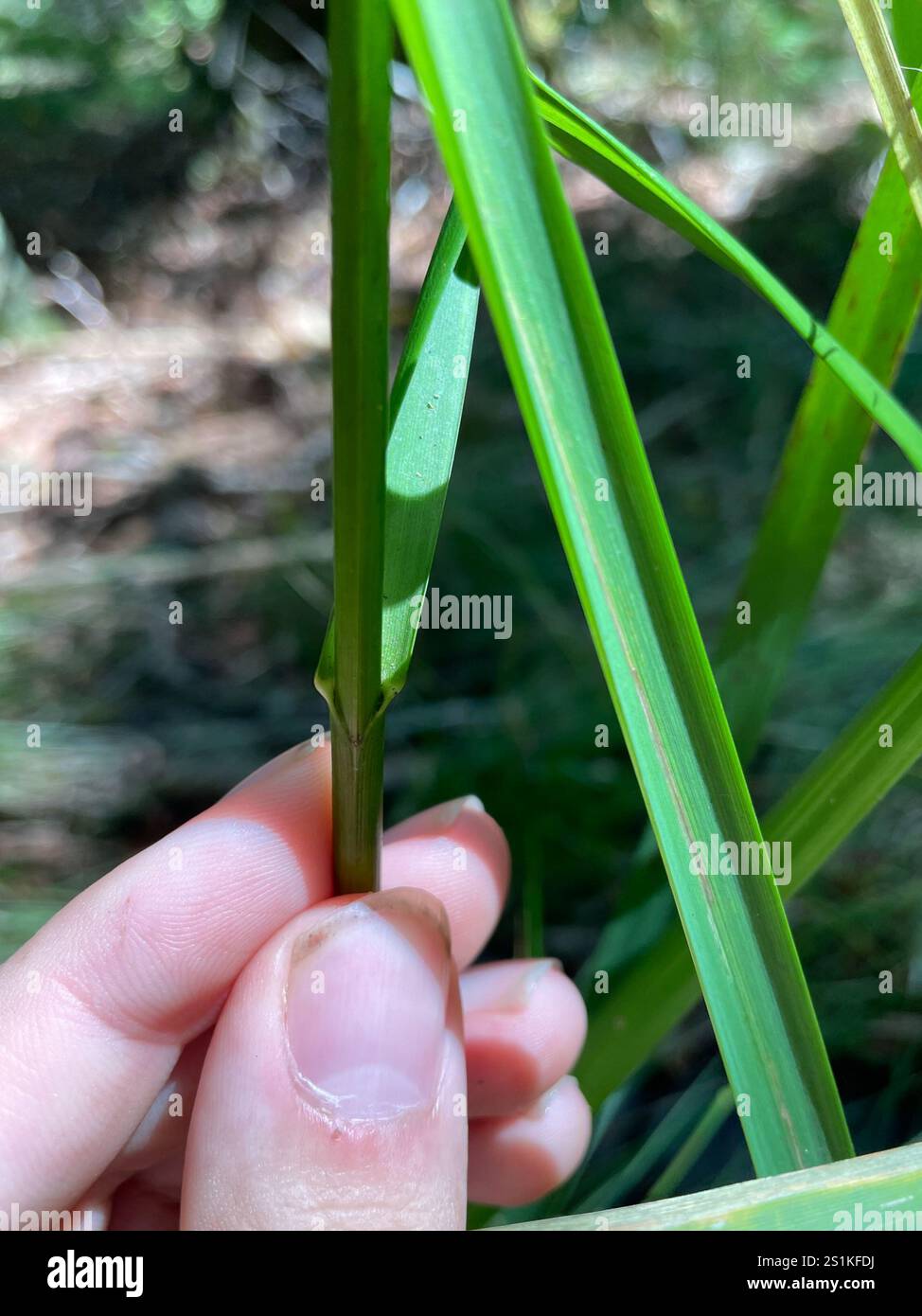 Great Smoky Mountain manna grass (Glyceria nubigena Stock Photo - Alamy