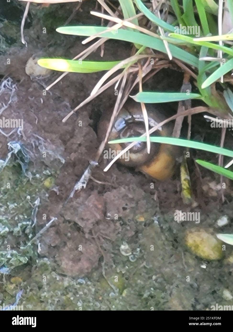 Common Apple Snails (Pomacea Stock Photo - Alamy