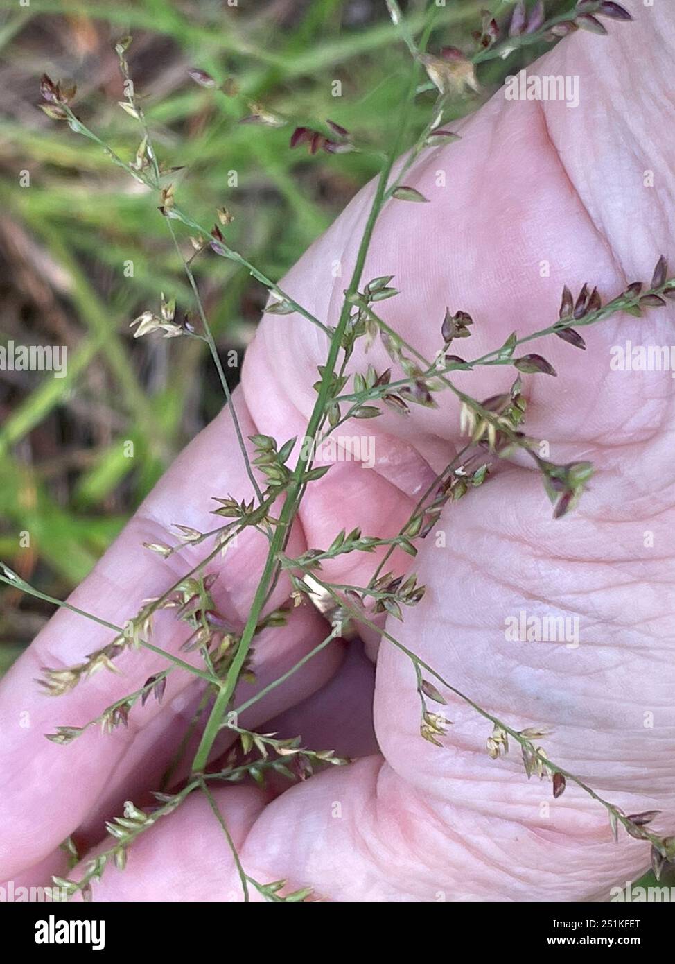 beaked panicum (Coleataenia anceps Stock Photo - Alamy