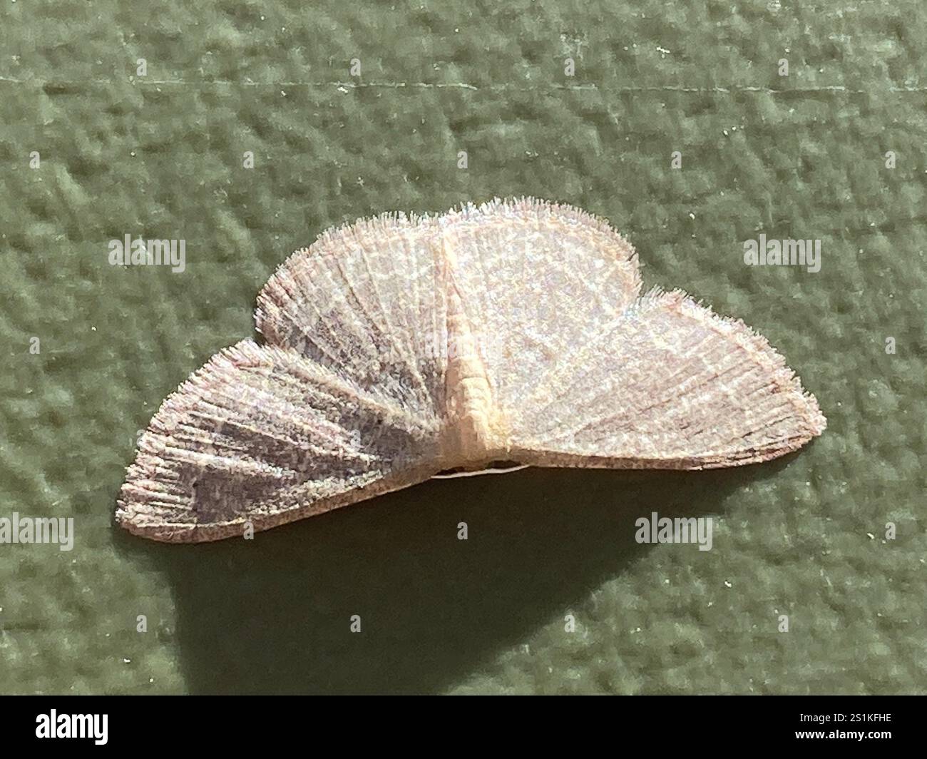 Common Tan Wave (Pleuroprucha insulsaria Stock Photo - Alamy