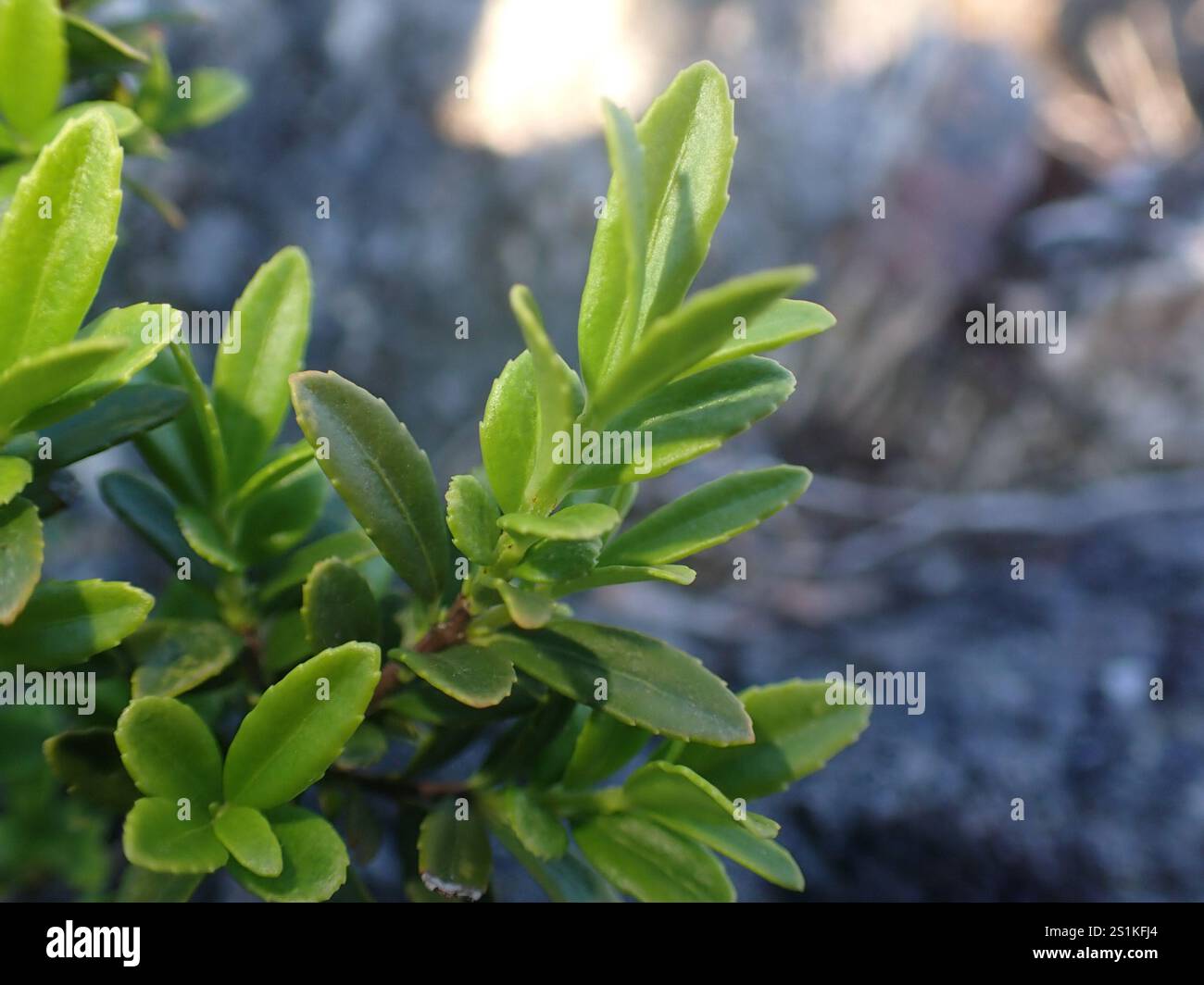 Oregon Boxwood (Paxistima myrsinites Stock Photo - Alamy