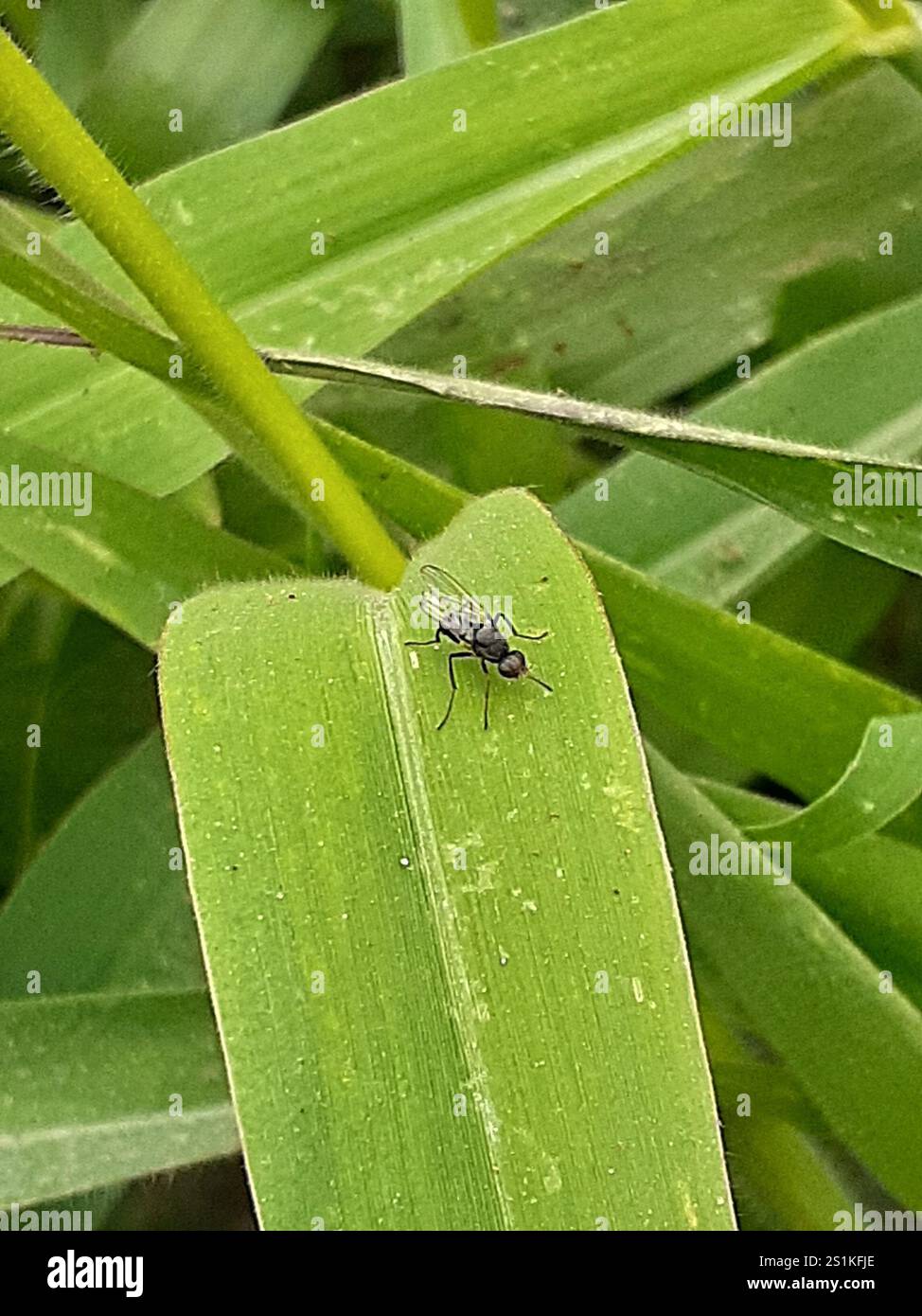 Black Scavenger Flies (Sepsidae Stock Photo - Alamy