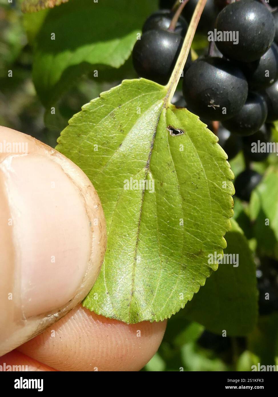 common buckthorn (Rhamnus cathartica Stock Photo - Alamy