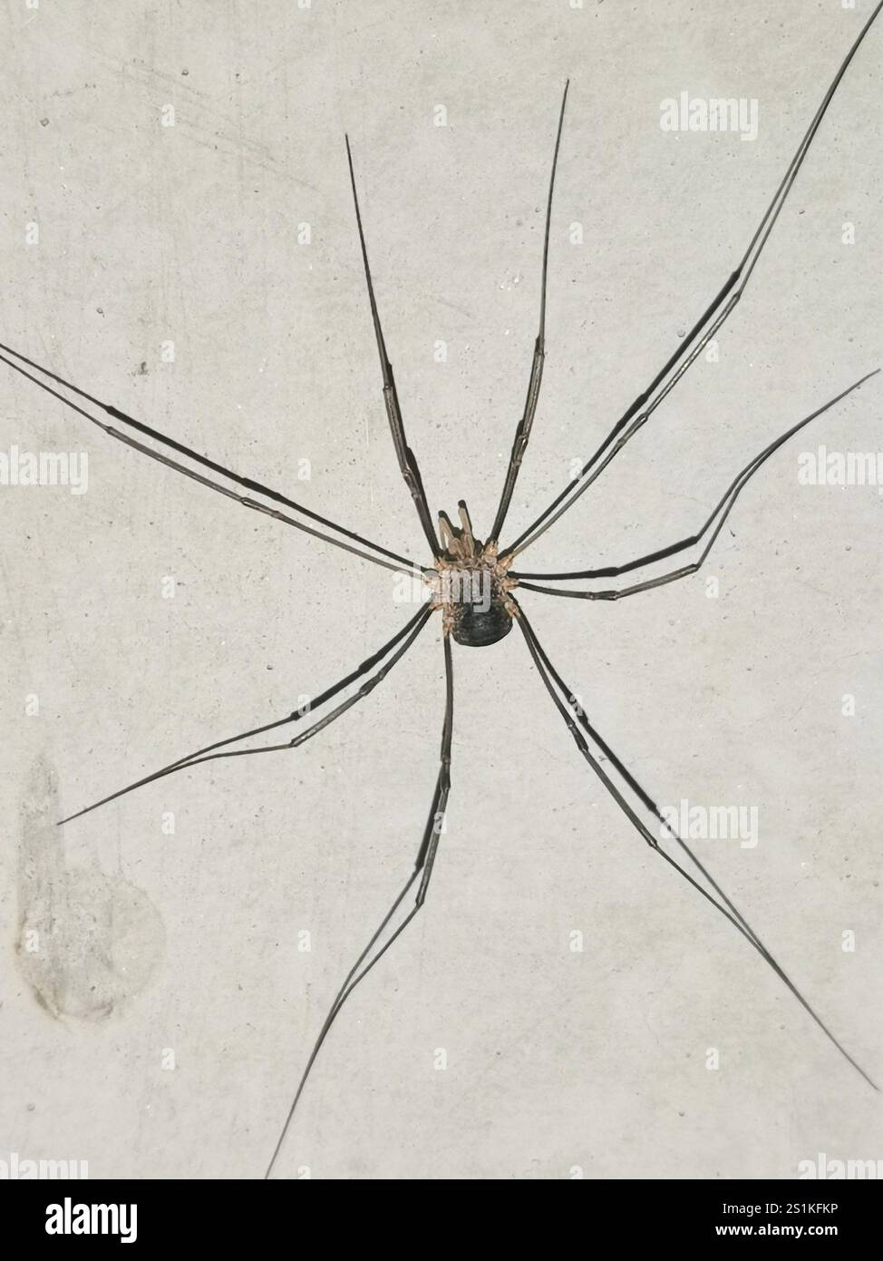 European Harvestman (Phalangium opilio Stock Photo - Alamy