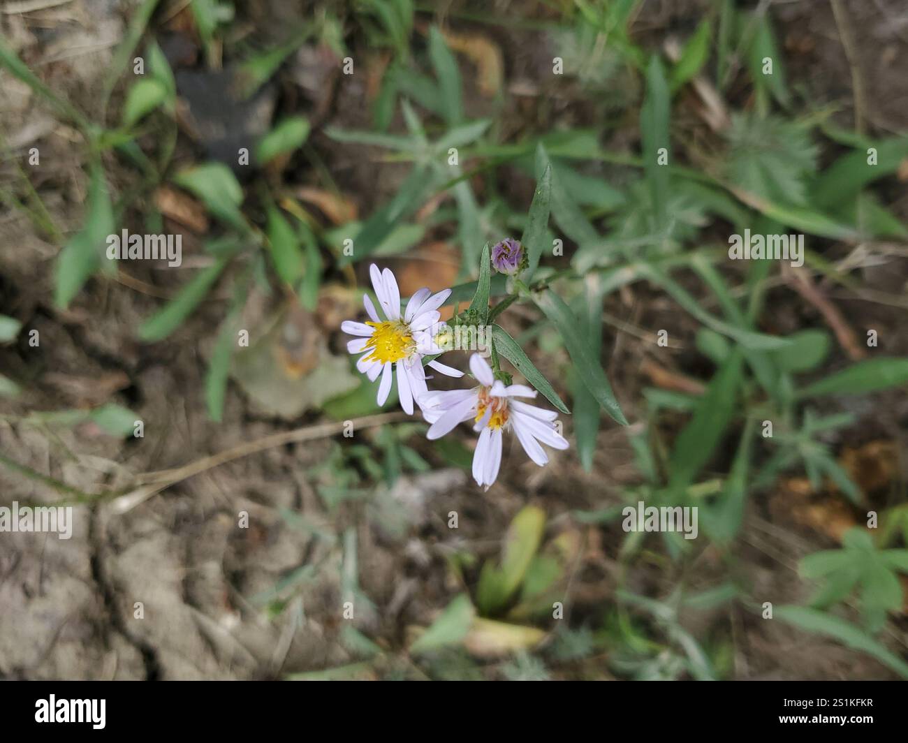 American asters (Symphyotrichum Stock Photo - Alamy