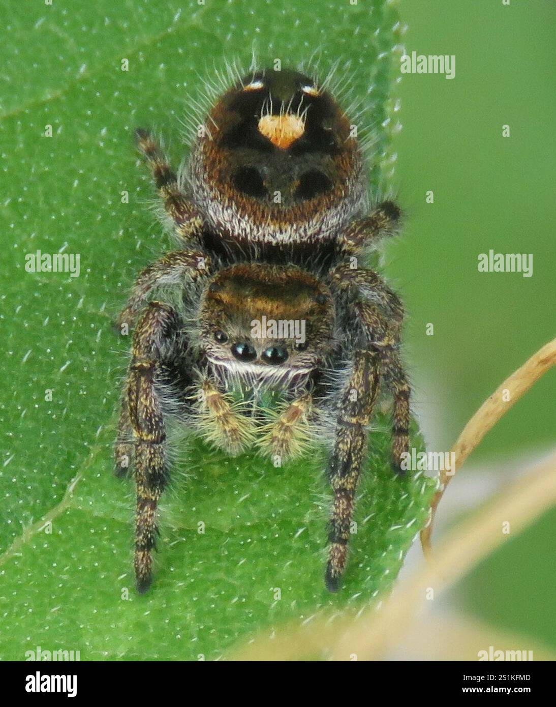 Bold Jumping Spider (Phidippus audax Stock Photo - Alamy