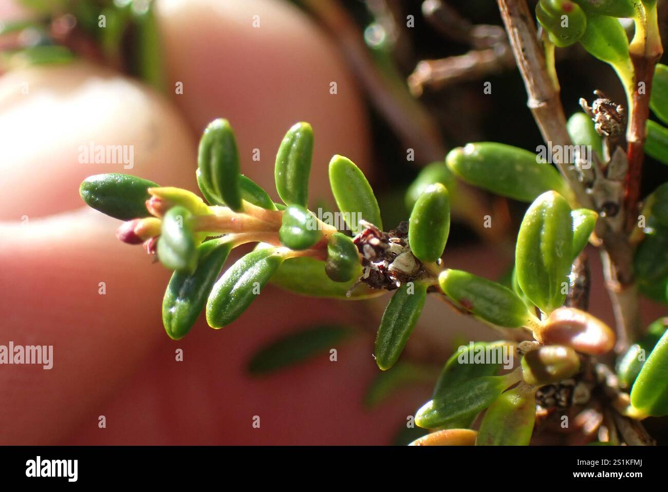 alpine azalea (Kalmia procumbens Stock Photo - Alamy