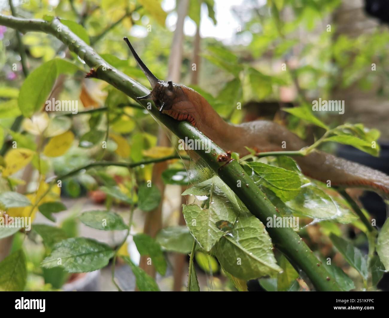 Spanish Slug (Arion vulgaris Stock Photo - Alamy