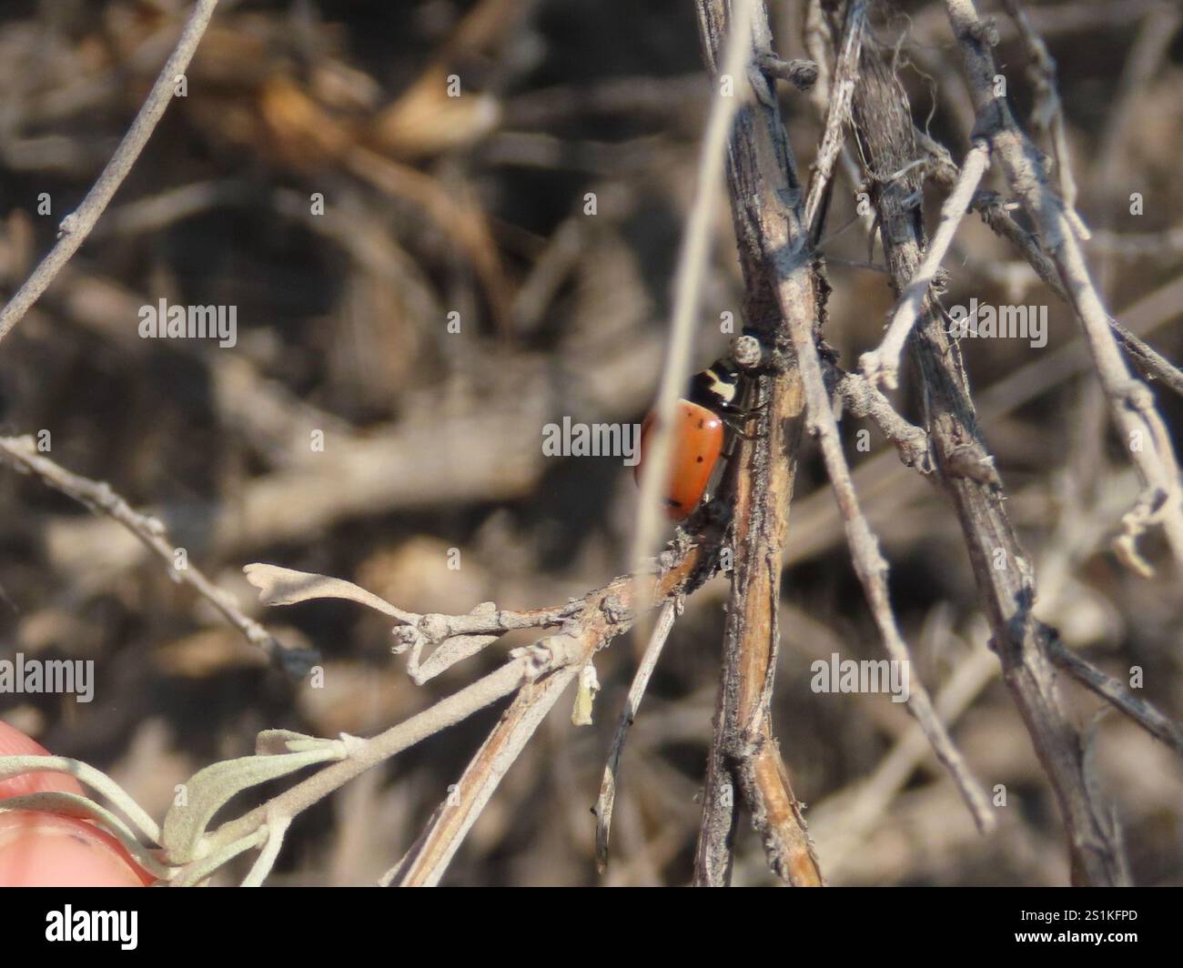 Nine-spotted Lady Beetle (Coccinella novemnotata Stock Photo - Alamy