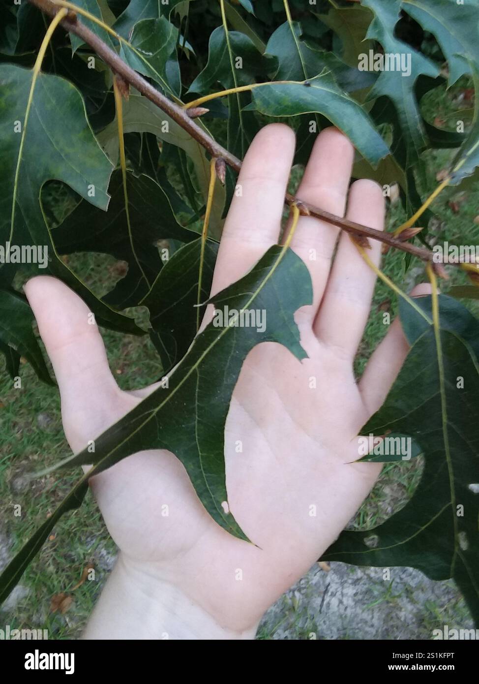 southern red oak (Quercus falcata Stock Photo - Alamy