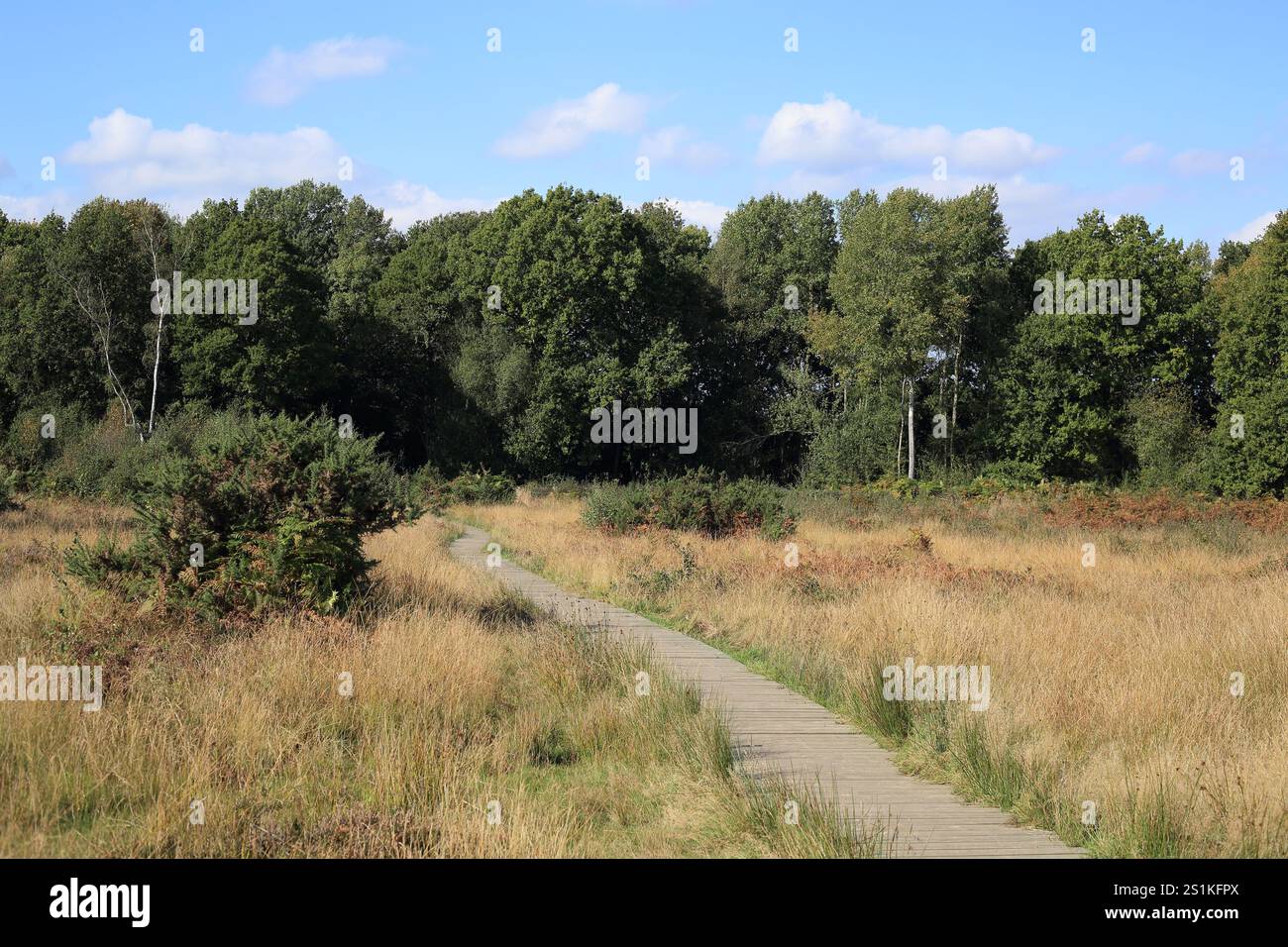 Raised footpath across peatland common, Hothfield Heathland, Hothfield ...