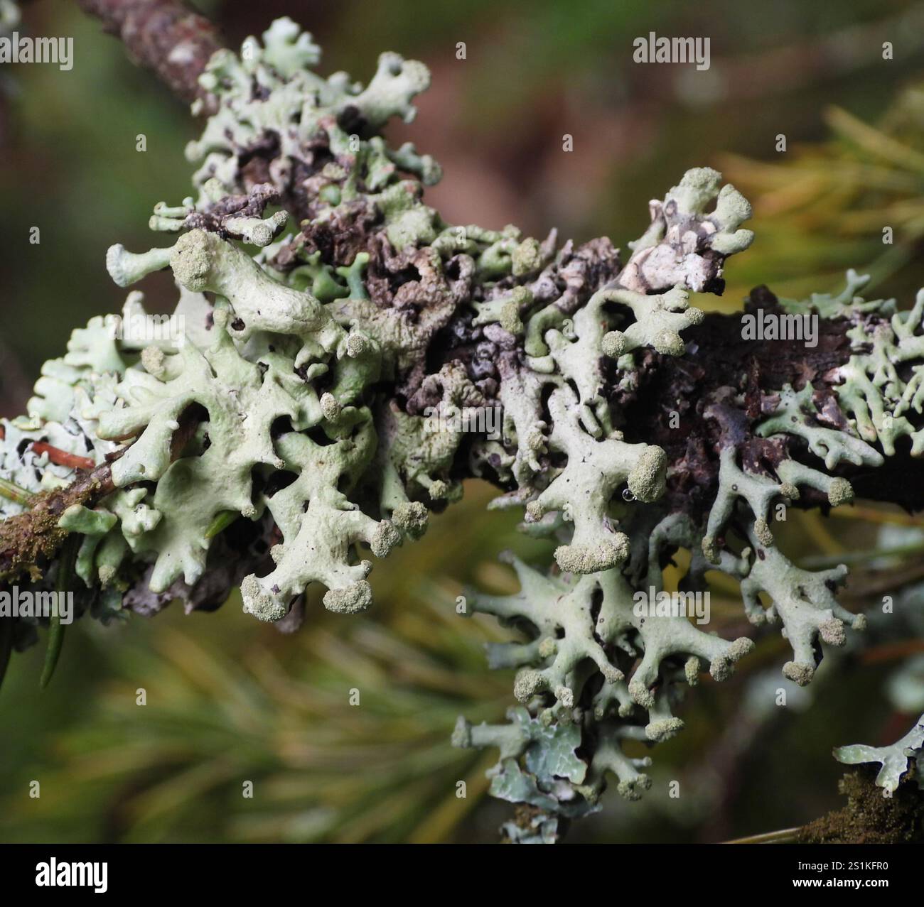 Powder-headed Tube Lichen (Hypogymnia tubulosa Stock Photo - Alamy