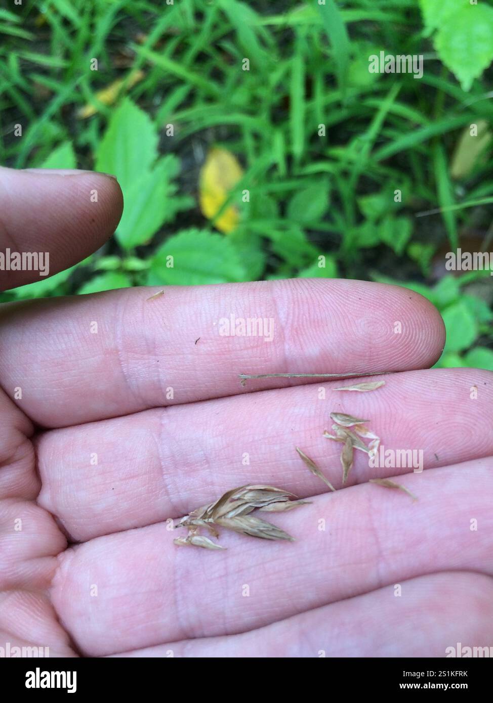 palm sedge (Carex muskingumensis Stock Photo - Alamy