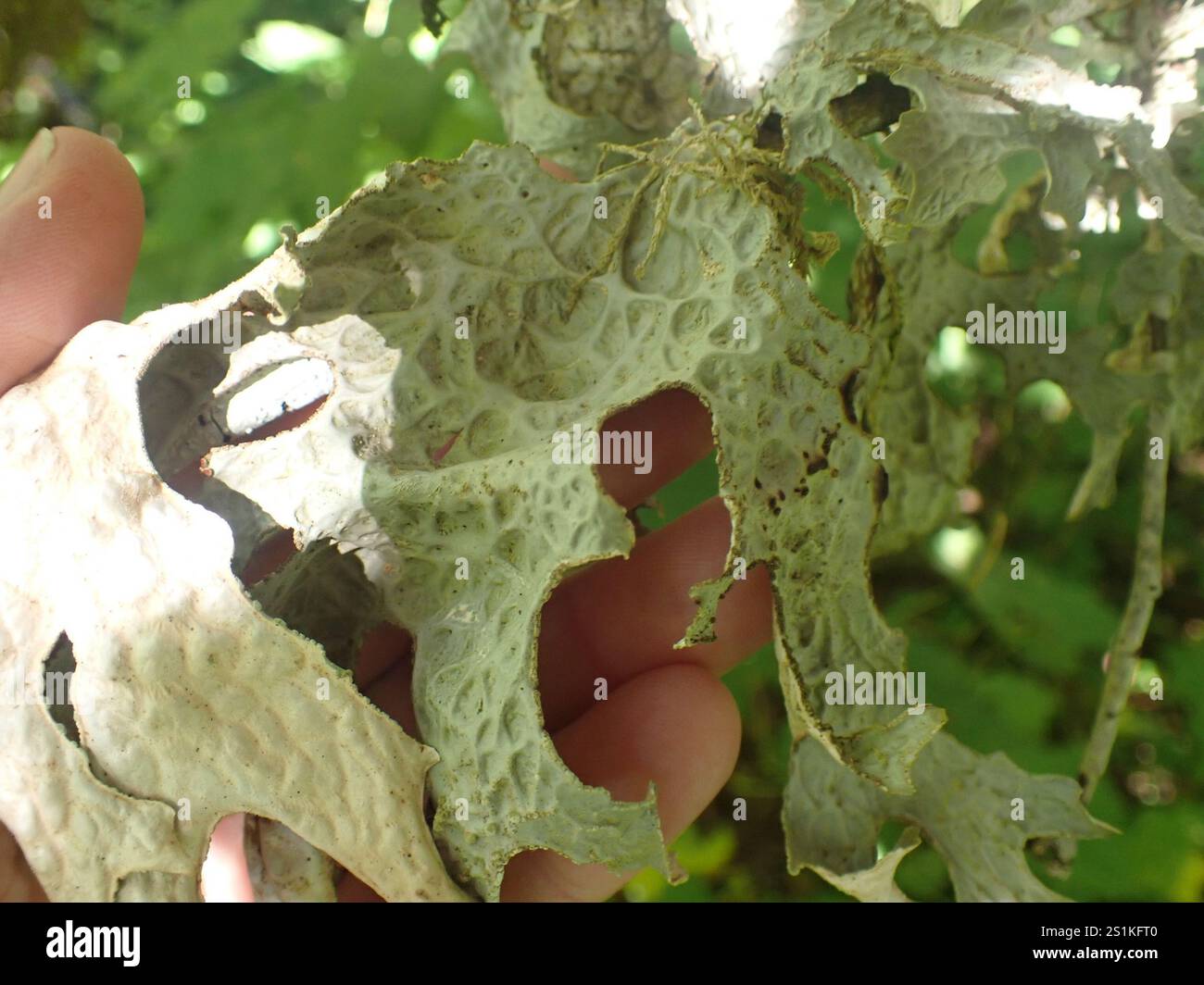 Tree Lungwort (Lobaria pulmonaria Stock Photo - Alamy