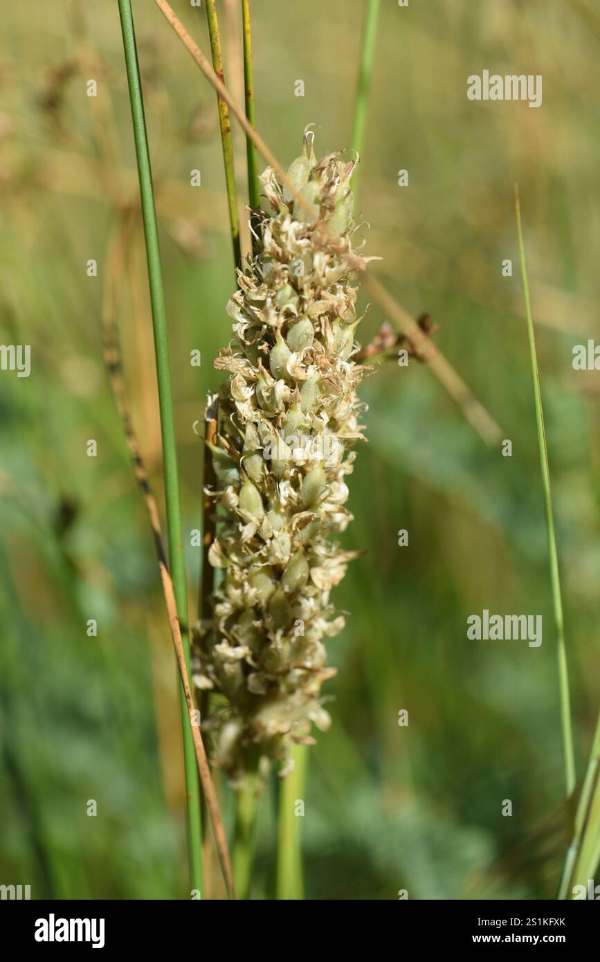 Canadian milkvetch (Astragalus canadensis Stock Photo - Alamy