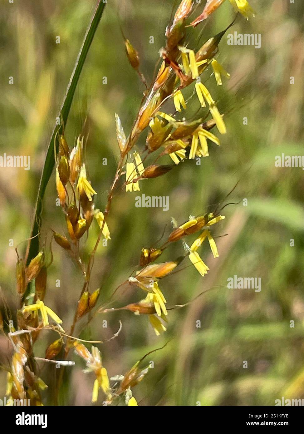 Indiangrass (Sorghastrum nutans Stock Photo - Alamy