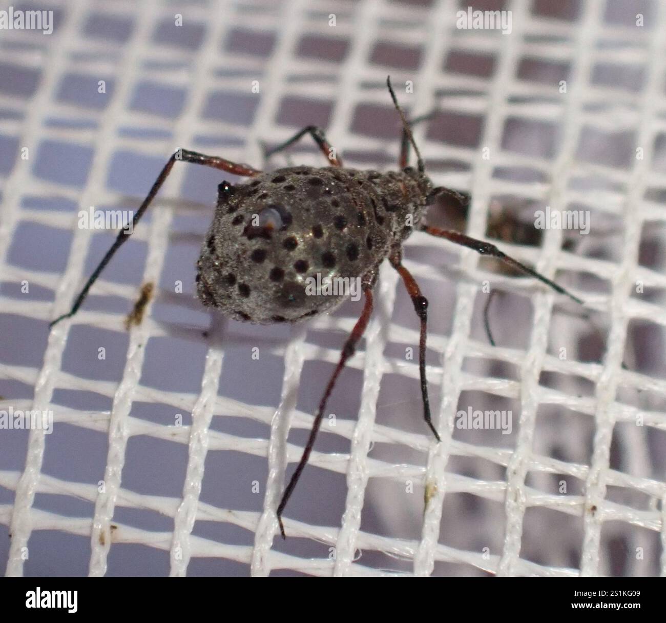 Giant Willow Aphid (Tuberolachnus salignus Stock Photo - Alamy