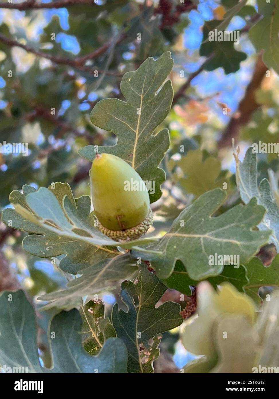 valley oak (Quercus lobata Stock Photo - Alamy