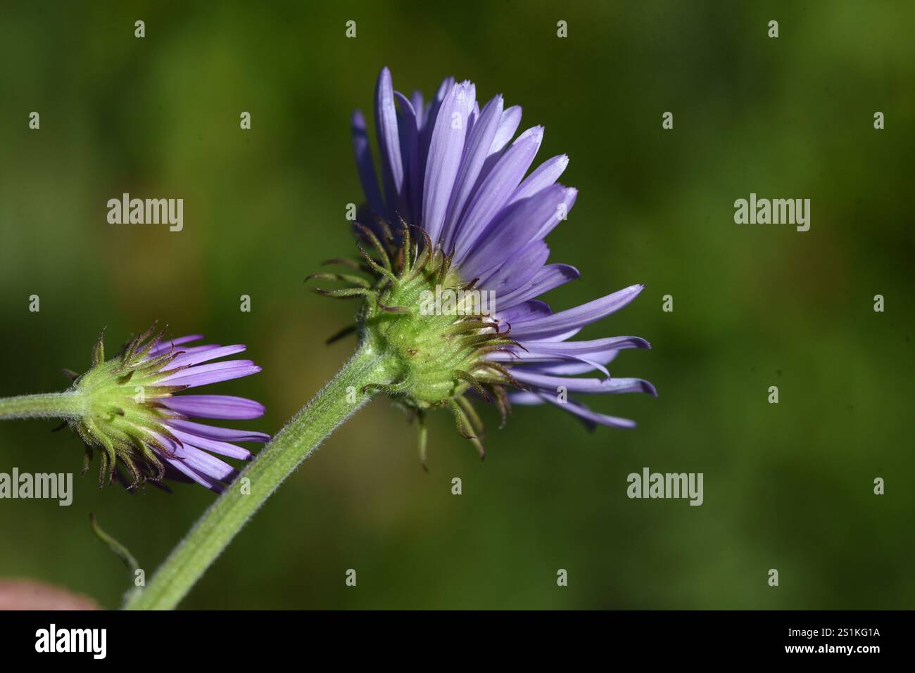 Subalpine Fleabane (Erigeron glacialis Stock Photo - Alamy