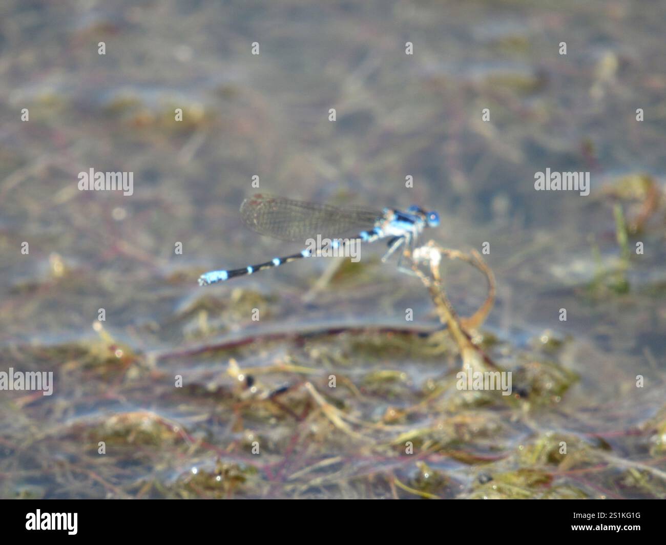 Blue-ringed Dancer (Argia sedula Stock Photo - Alamy