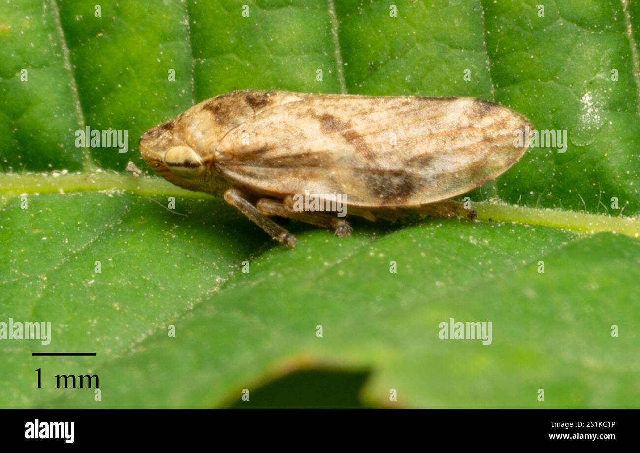 Meadow Spittlebug (Philaenus spumarius Stock Photo - Alamy
