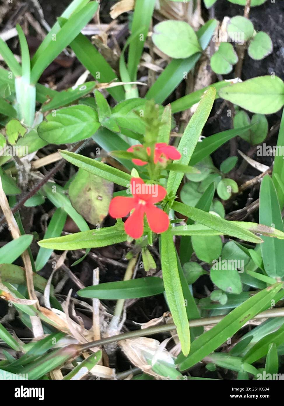 Witchweed (Striga asiatica Stock Photo - Alamy