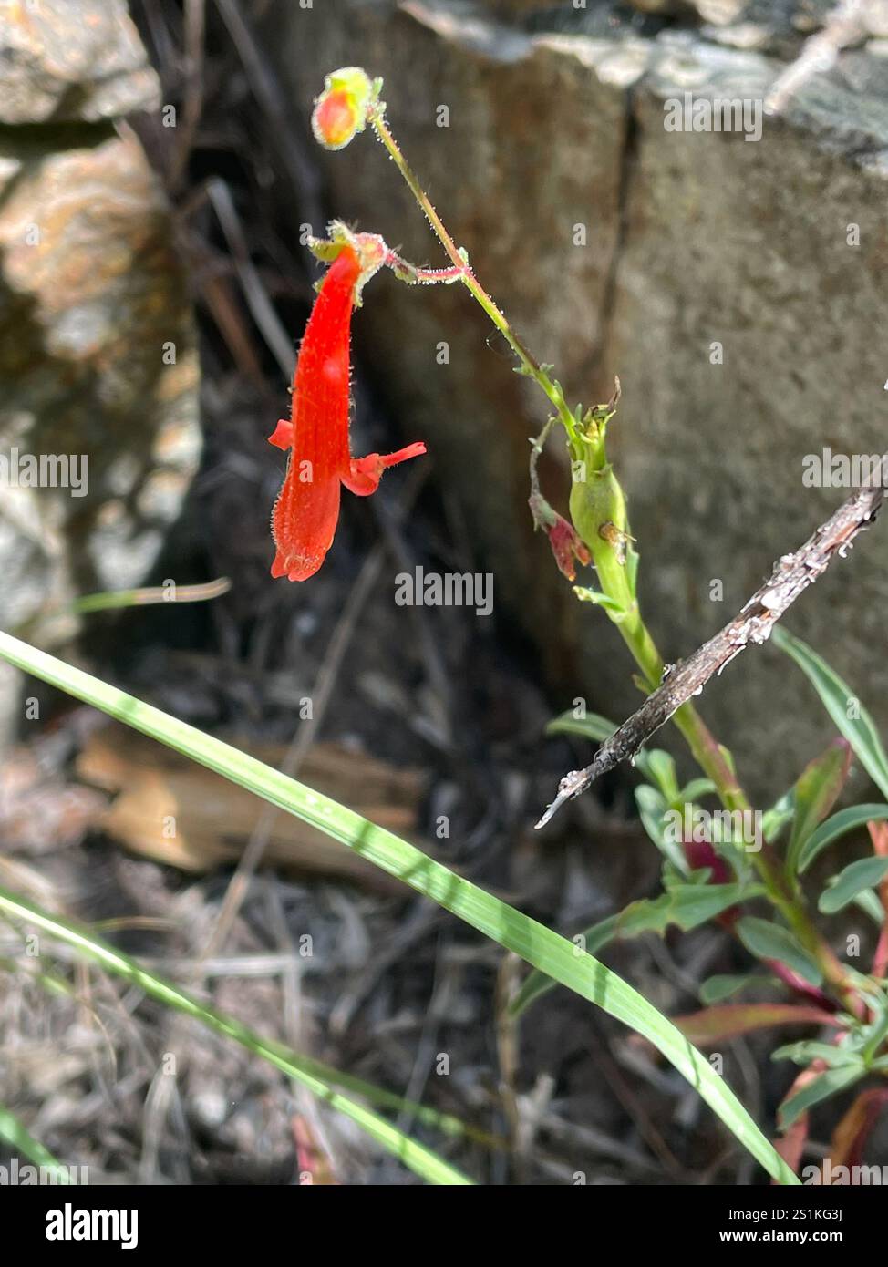 Bridges' penstemon (Penstemon rostriflorus Stock Photo - Alamy