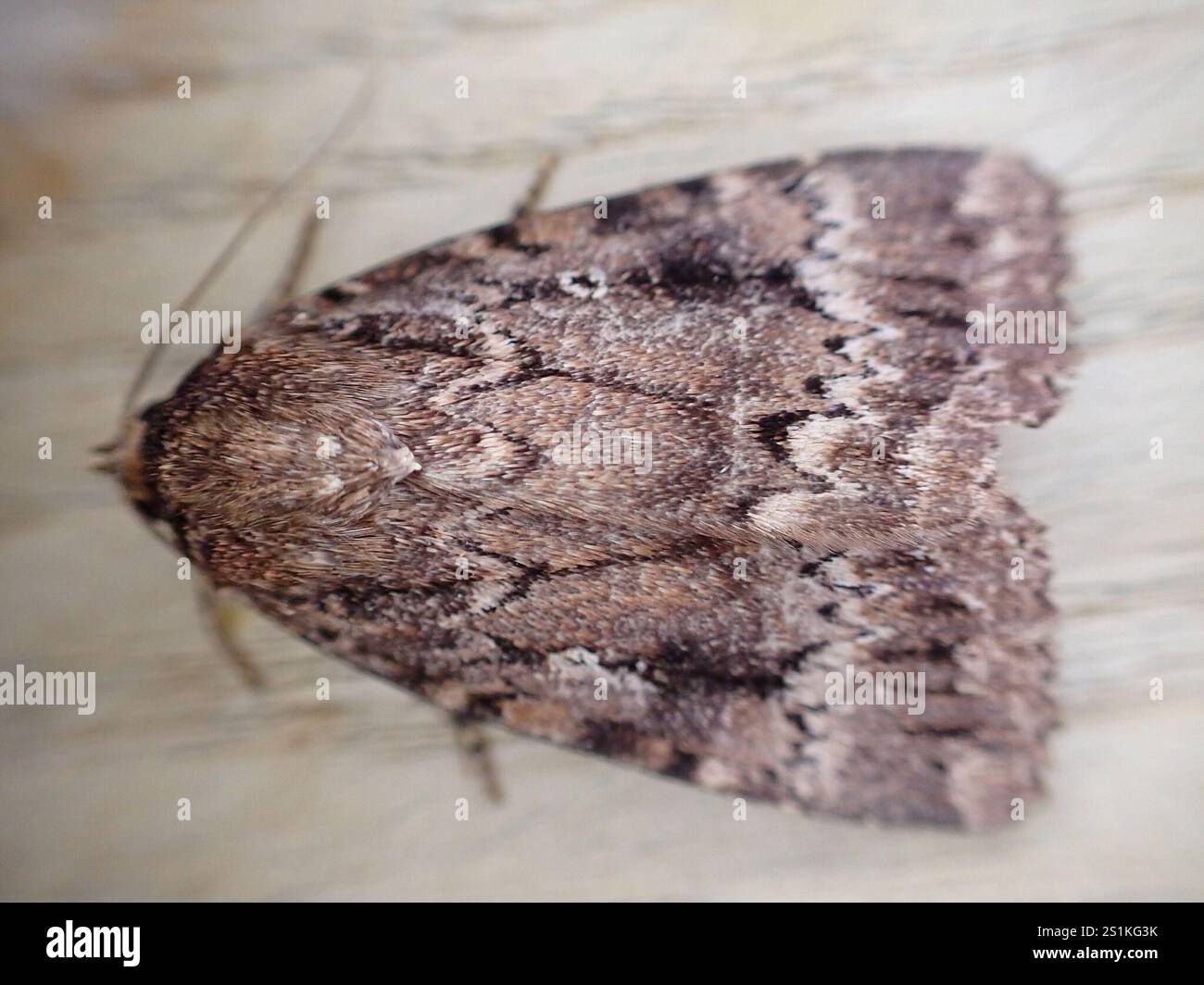 Eurasian Copper Underwing Complex (Amphipyra pyramidea Stock Photo - Alamy