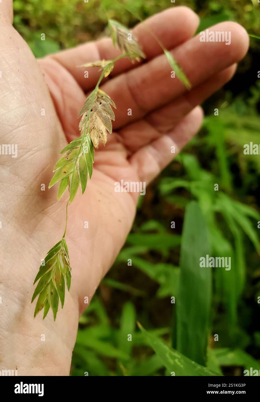 inland wood oats (Chasmanthium latifolium Stock Photo - Alamy