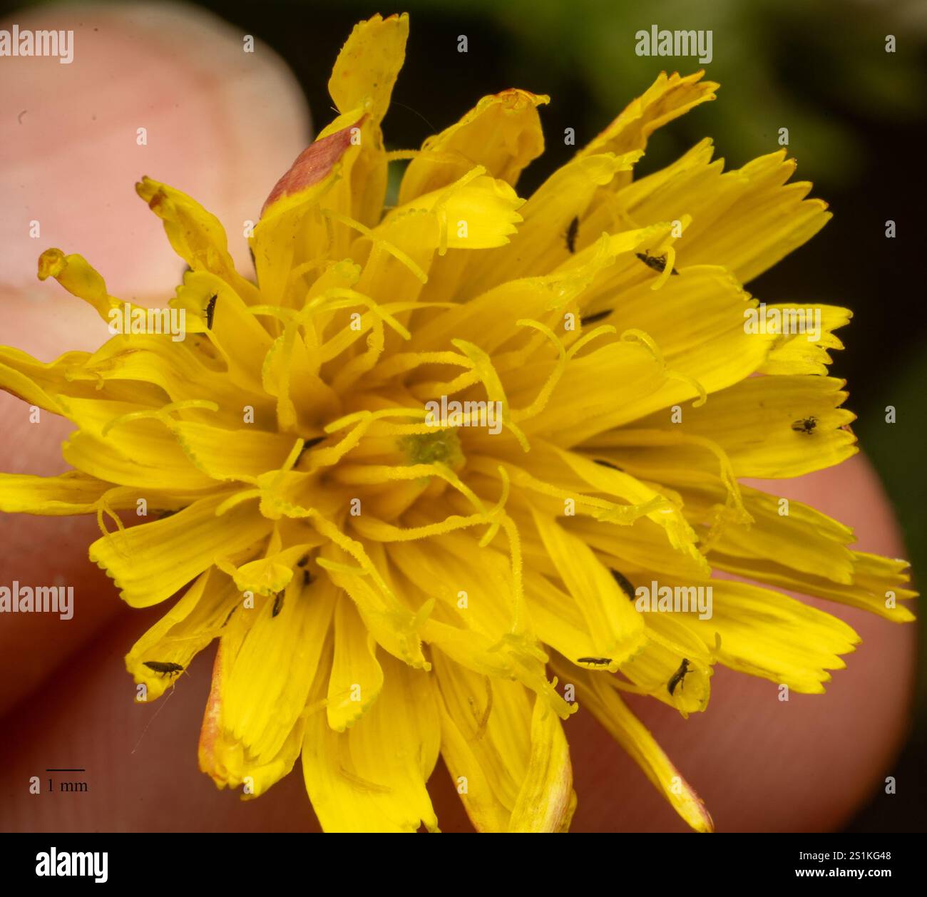 Common Thrips (Thripidae Stock Photo - Alamy