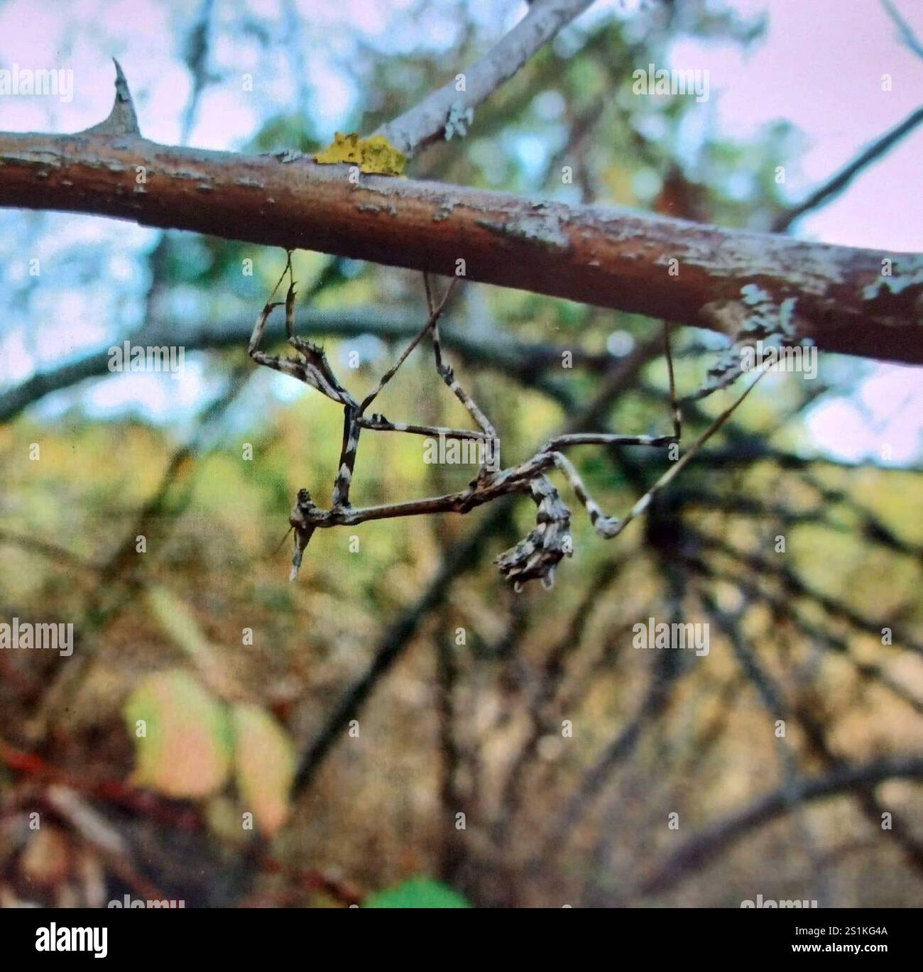 Mediterranean Conehead Mantis (Empusa pennata Stock Photo - Alamy