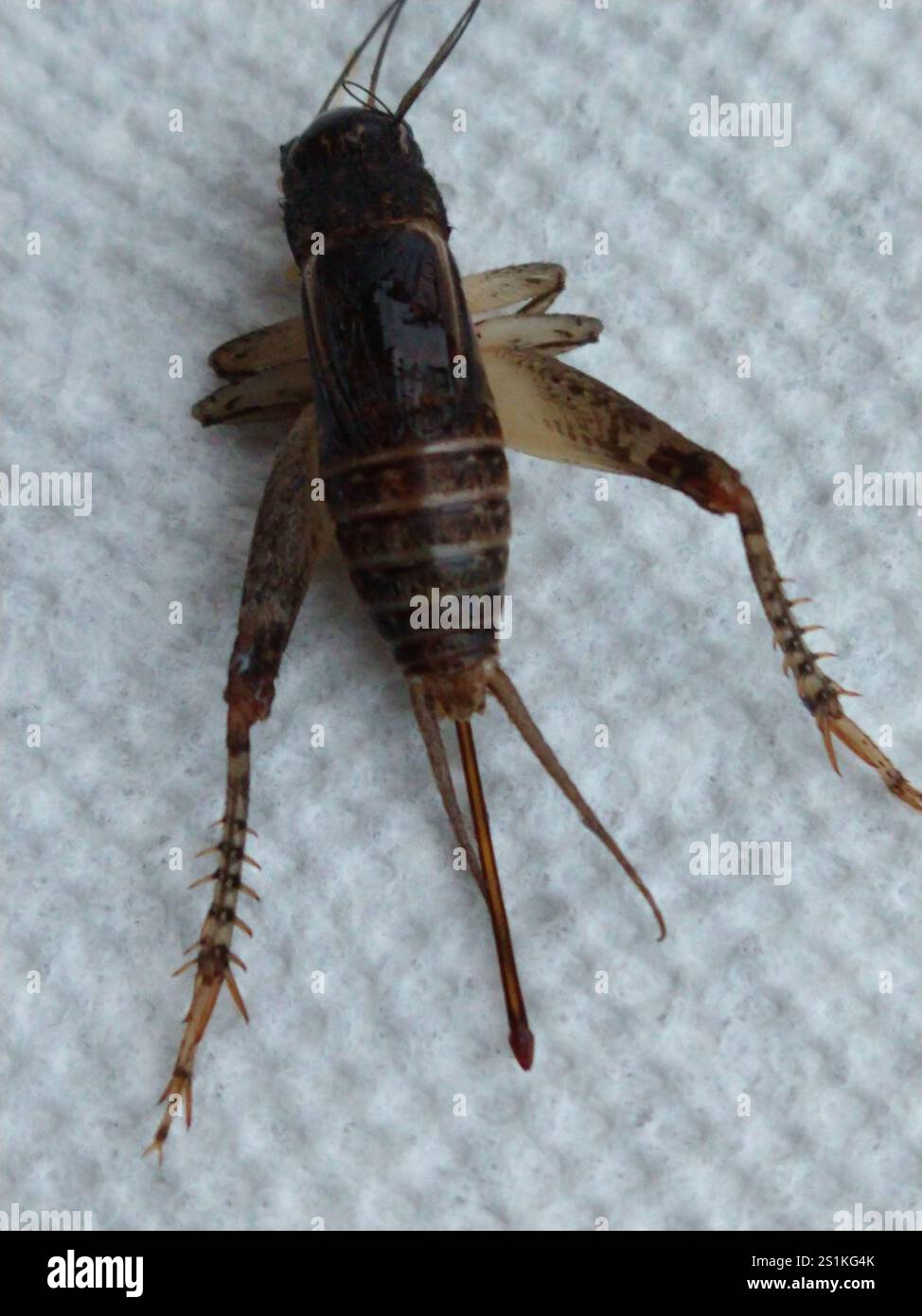 Small Ground Crickets (Neonemobius Stock Photo - Alamy