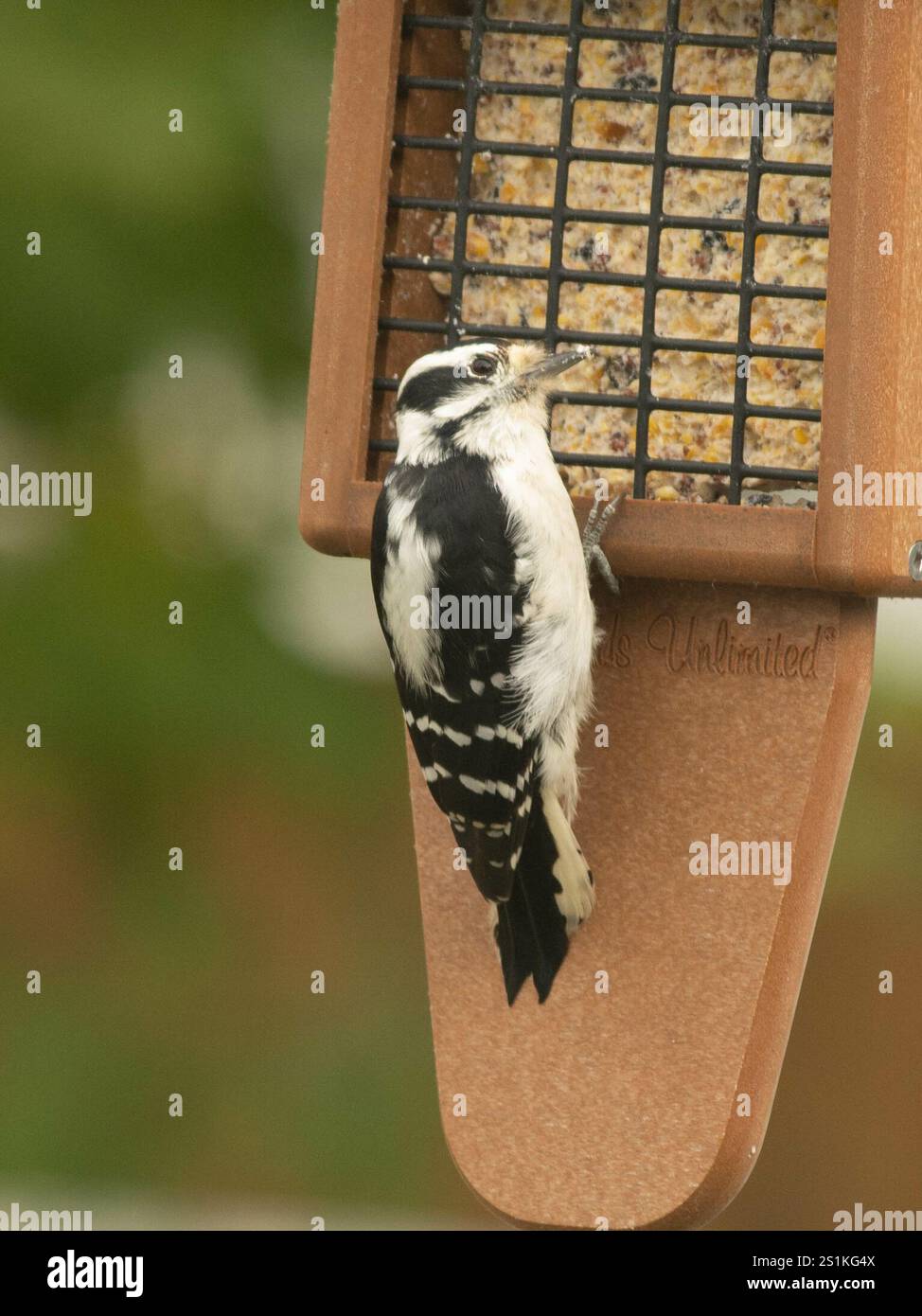Downy Woodpecker (Dryobates pubescens Stock Photo - Alamy