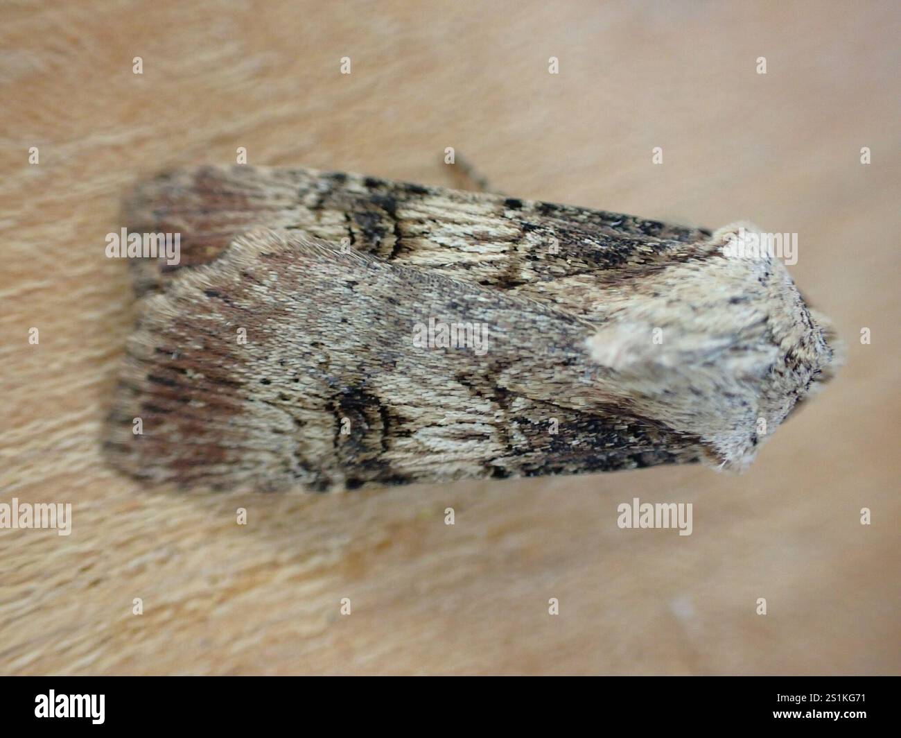 Shuttle-shaped Dart (Agrotis puta Stock Photo - Alamy