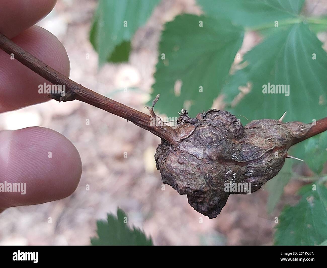 Raspberry gall midge (Lasioptera rubi Stock Photo - Alamy