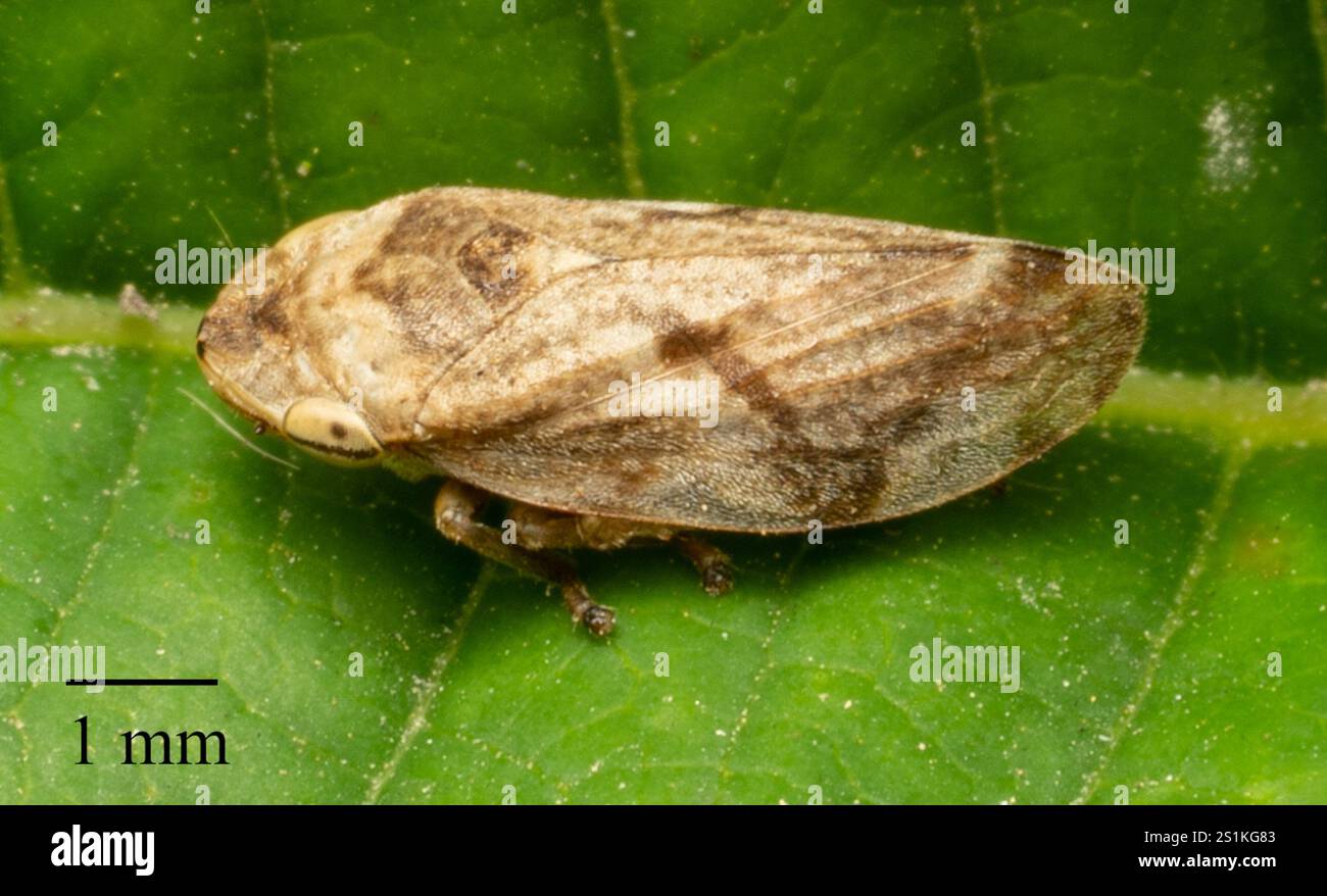 Meadow Spittlebug (Philaenus spumarius Stock Photo - Alamy