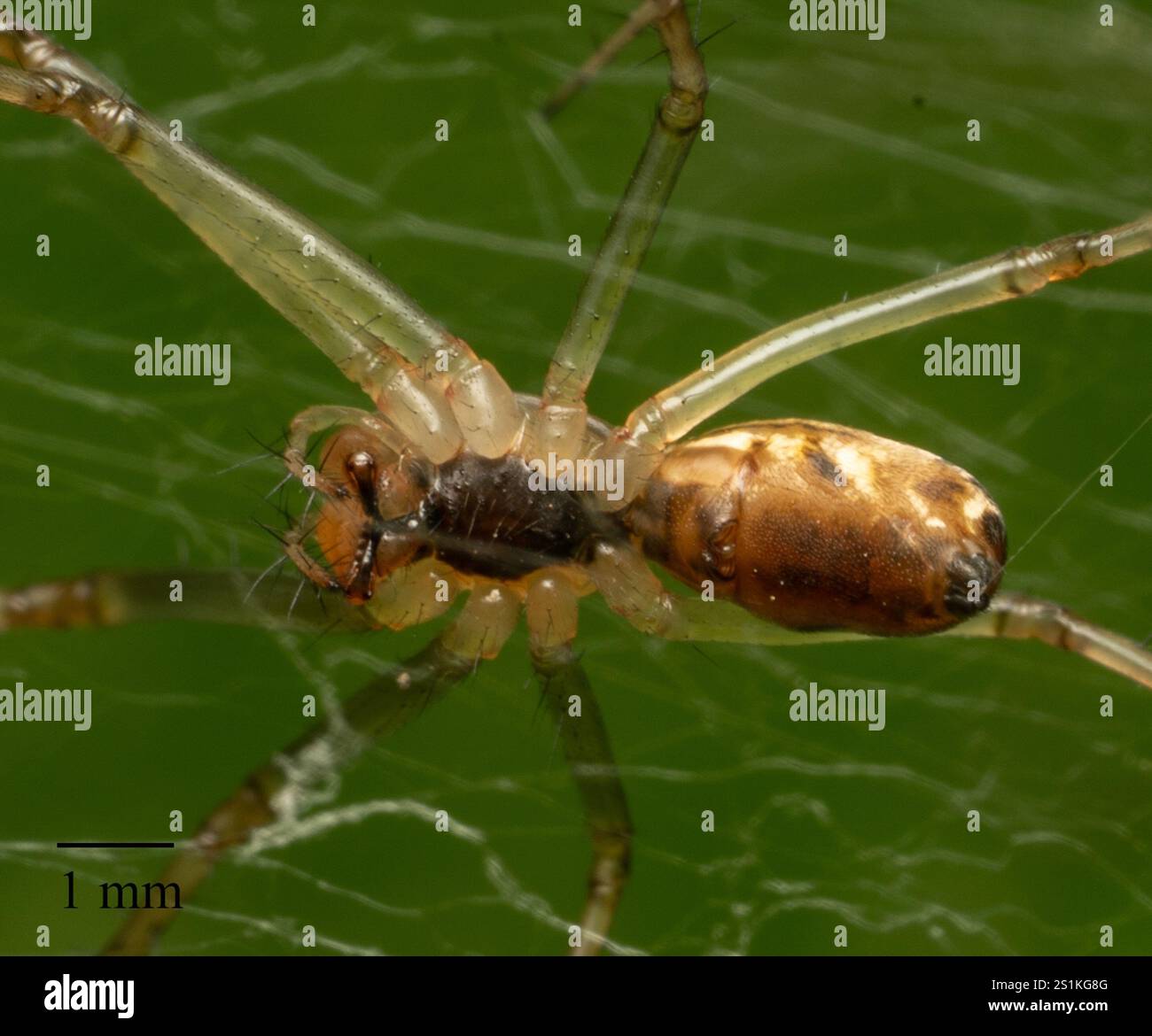 Common sheetweb spider (Linyphia triangularis Stock Photo - Alamy